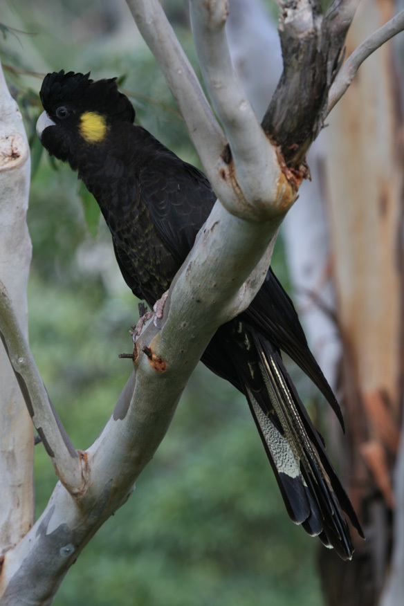 Eastern Yellow-tailed Black Cockatoo from Sanctuary Crest Currumbin QLD ...