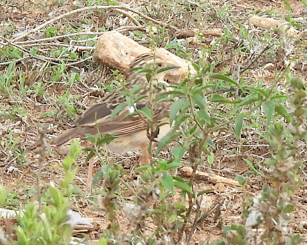 Jerdon's Bushlark from Weheragala, Moneragala, Sri Lanka on October 12 ...