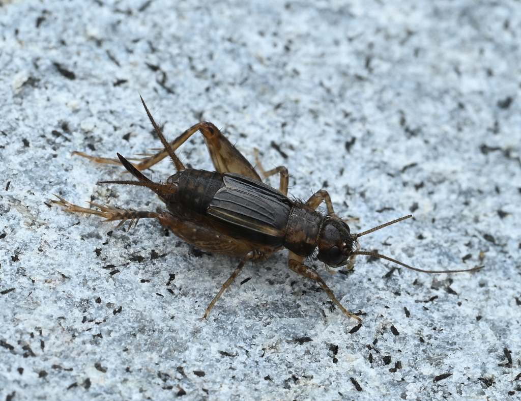 Carolina Ground Cricket from 121 Veteran's Pl, Ithaca, NY 14850美国 on ...