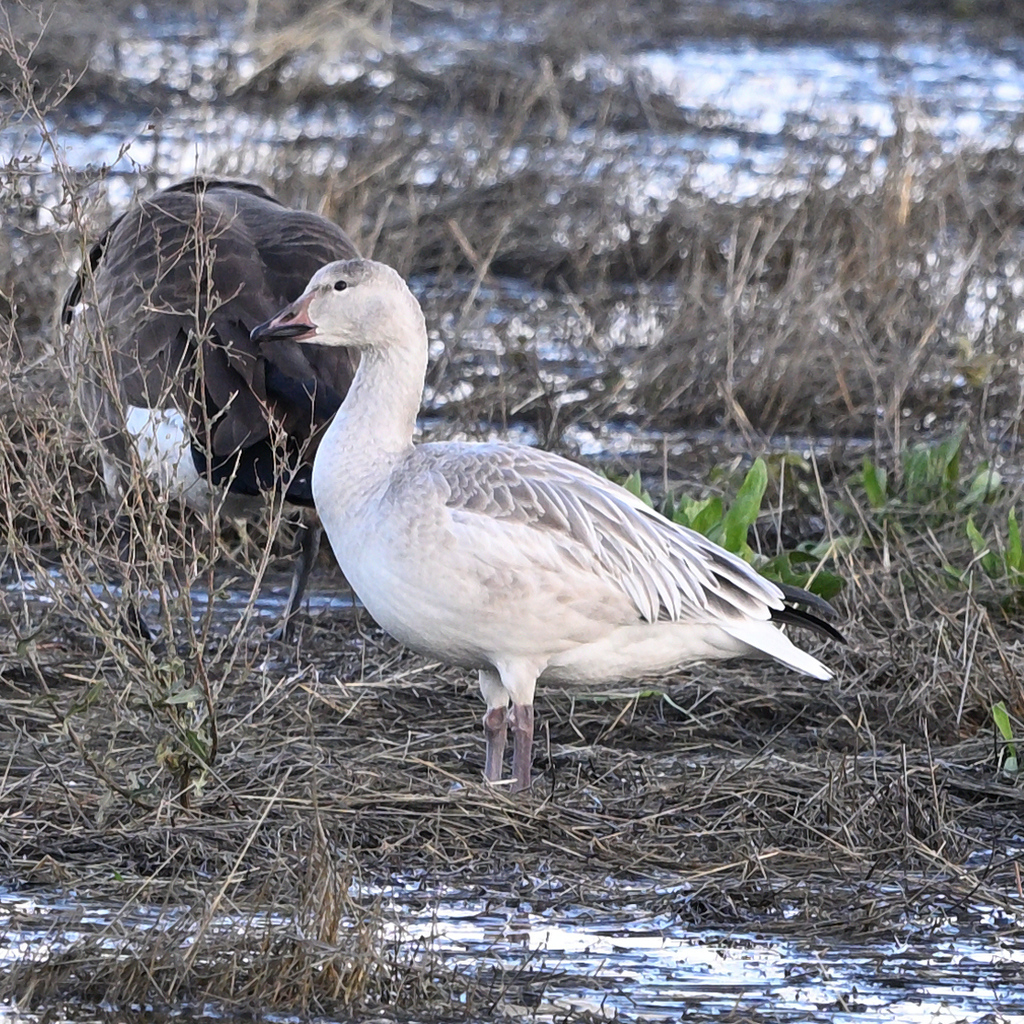 Snow Goose from Salt Creek at Normandy Rd, Menifee, CA, USA on November ...