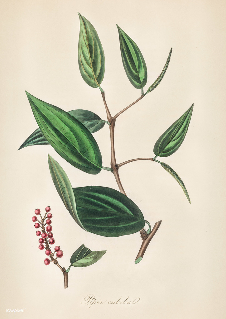 (Piper cubeba) - Botanical Realm