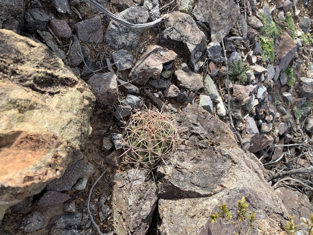 fishhook barrel cactus in January 2020 by CK Kelly · iNaturalist
