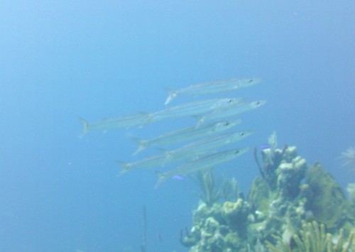 Southern Sennet (A Field Guide to the Fishes of Charlotte Harbor ...