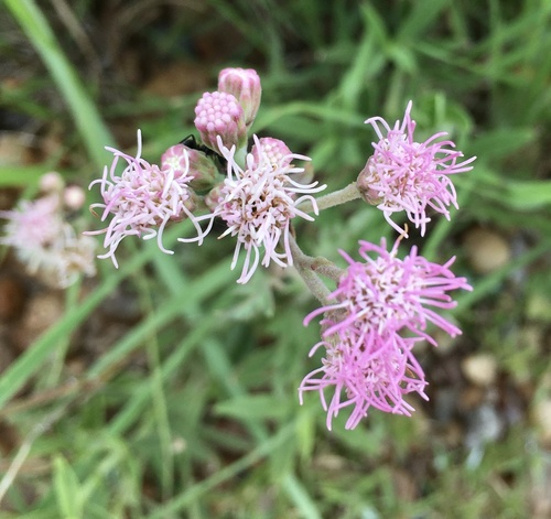 Genus Barrosoa · iNaturalist