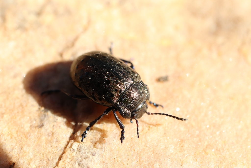 Chrysolina exanthematica from 天津市蓟州区孙各庄满族乡东陵路 on November 20, 2025 at ...