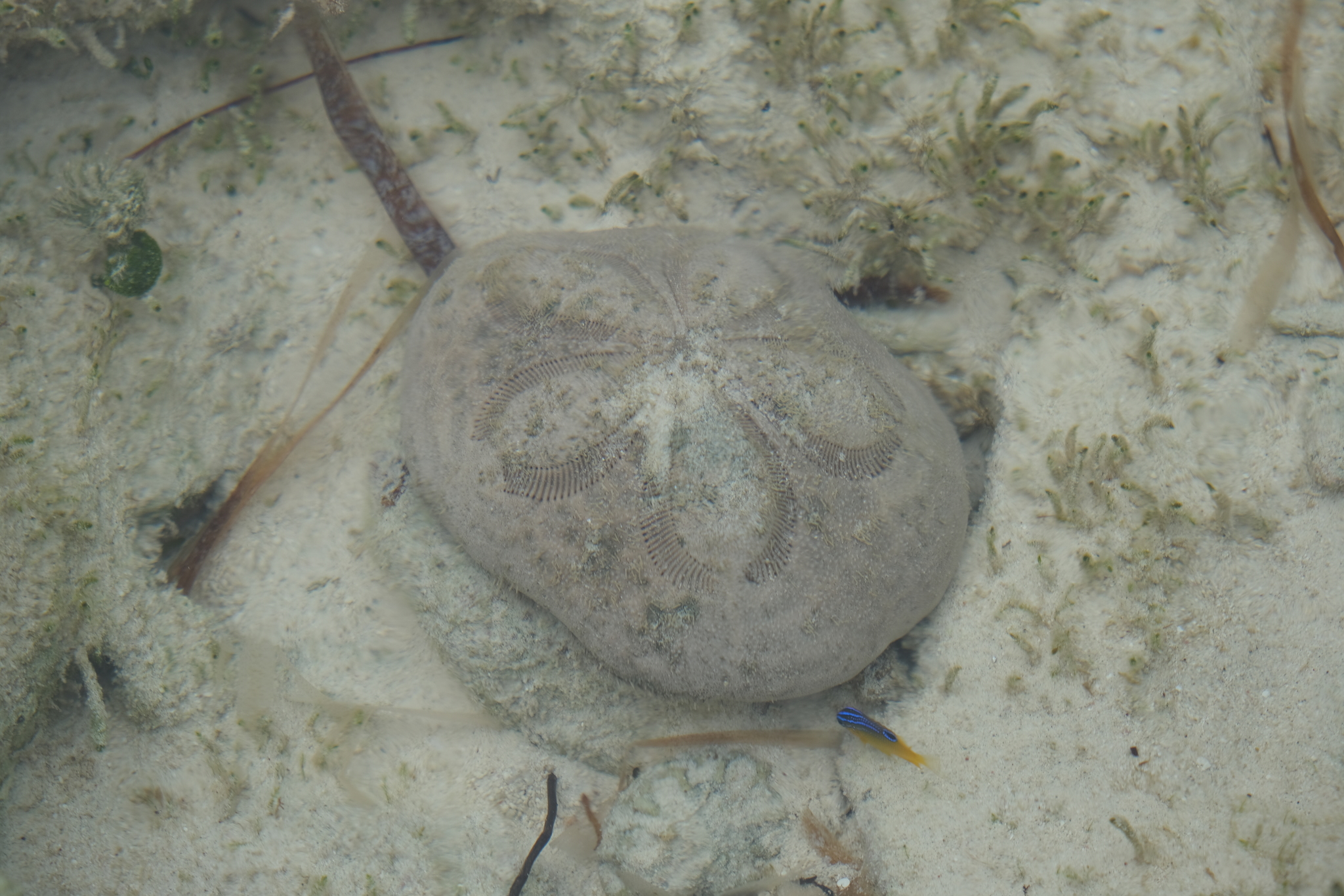 Clypeaster rosaceus (Linnaeus, 1758)