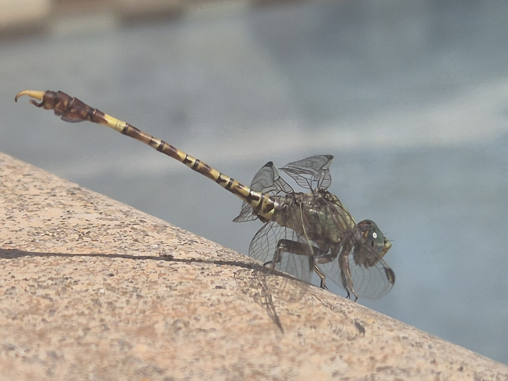Common Hooktail from Maruleng, Afrique du Sud on November 20, 2025 at ...