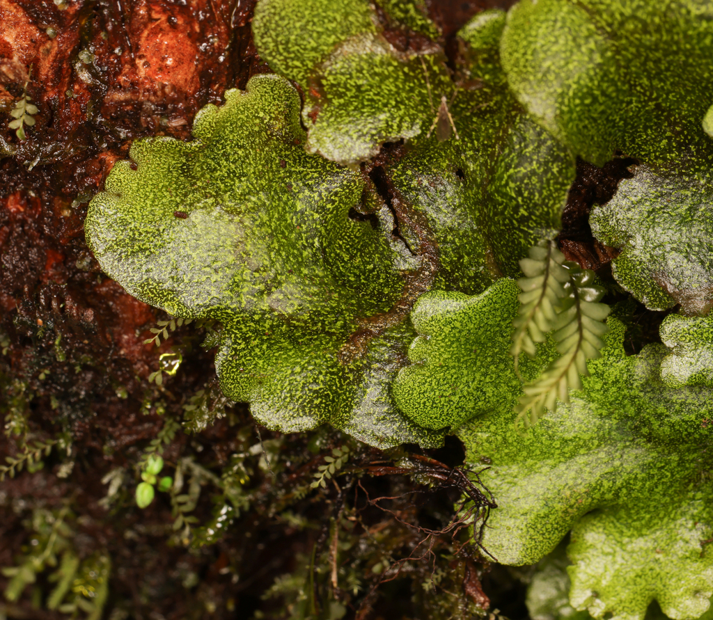 Monoclea gottschei from Mameyes II, Río Grande 00745, Puerto Rico on ...