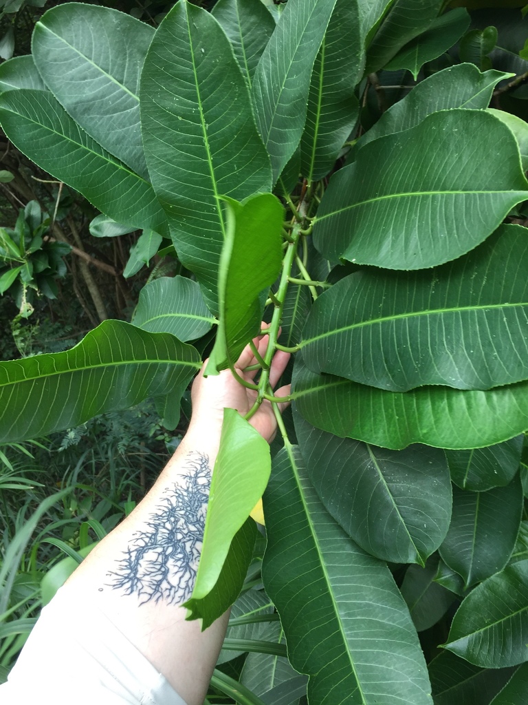 Sapium glandulosum in January 2020 by Norris Muth · iNaturalist