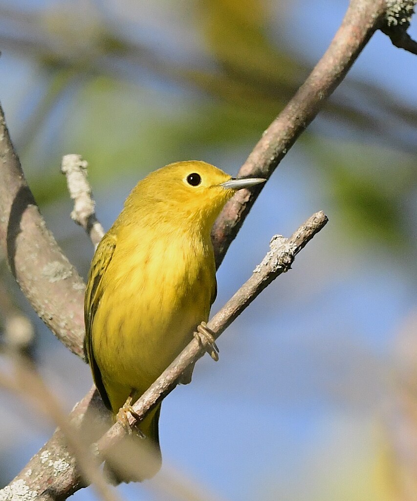Northern Yellow Warbler from Greater Napanee, ON, Canada on September ...