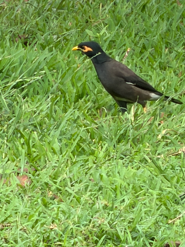 Common Myna from North Central Province, LK on November 17, 2025 at 11: ...