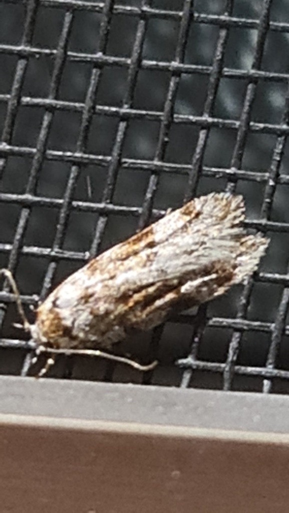 Tortricid Leafroller Moths from Perth West-Australië, Australië on ...