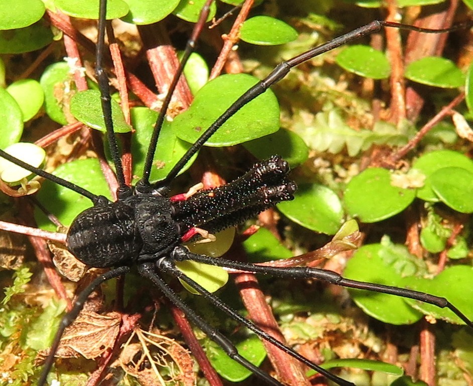 Forsteropsalis inconstans from Charleston, NZ on January 8, 2020 at 10: ...
