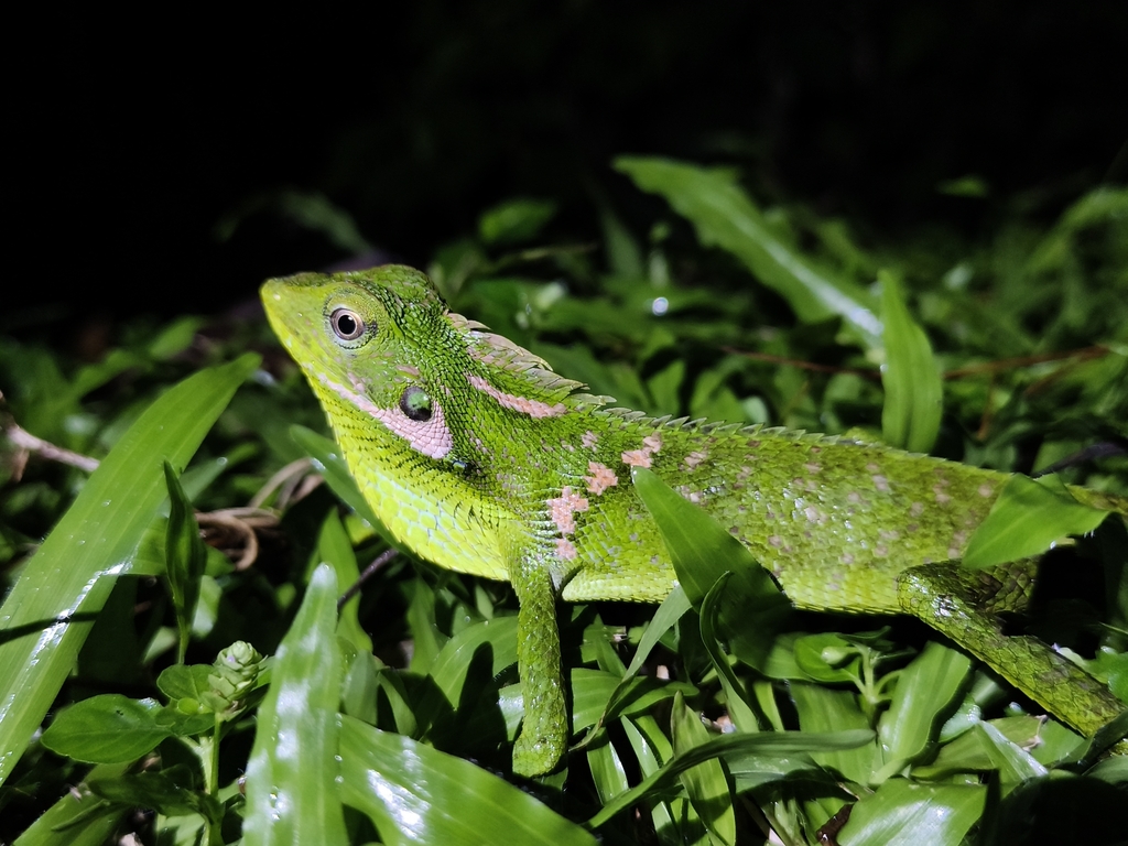 Great Crested Canopy Lizard from CPRG+4G5 Taman Gedung Pascasarjana IPB ...