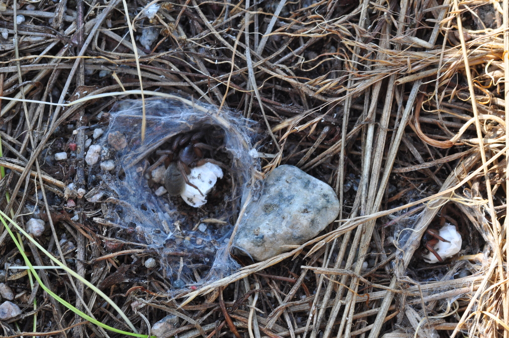 Ensign Ground Hunter (Bugs of Mueller State Park) · iNaturalist