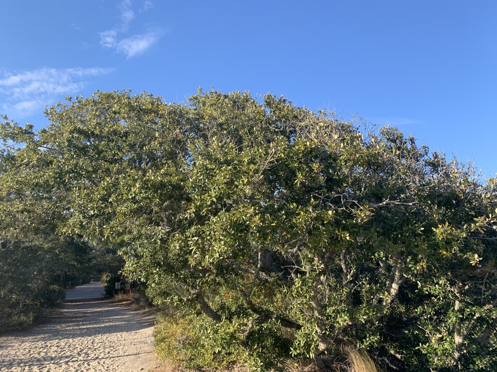 southern live oak (Quercus virginiana) - Botanical Realm