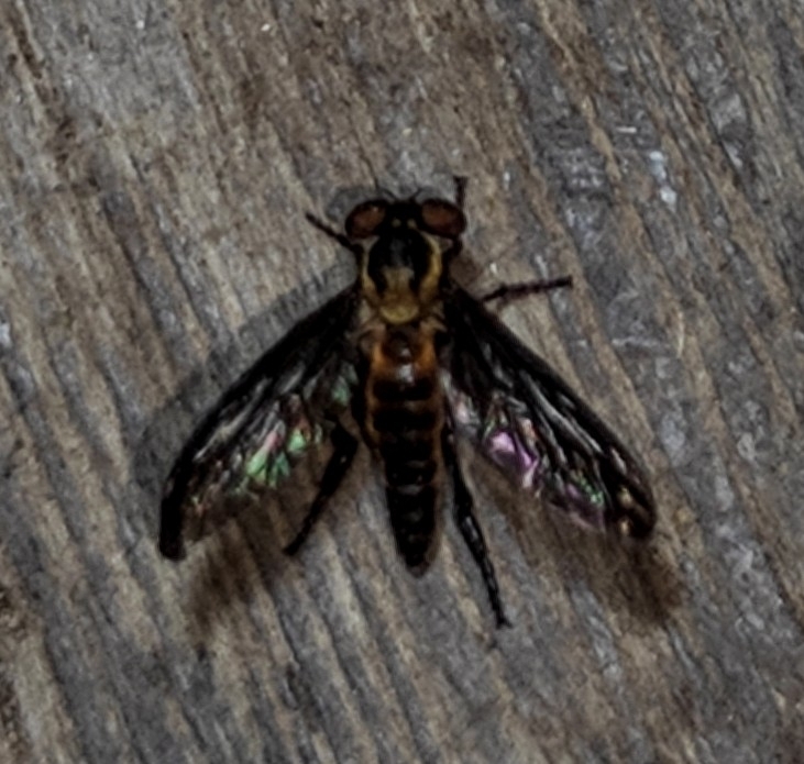Gnat Ogres from 855V+76J, Puntarenas Province, Monteverde, Costa Rica ...