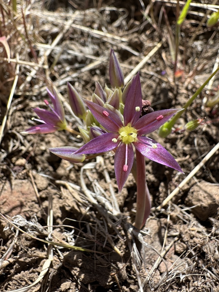 Allium atrorubens - Our Native Plants