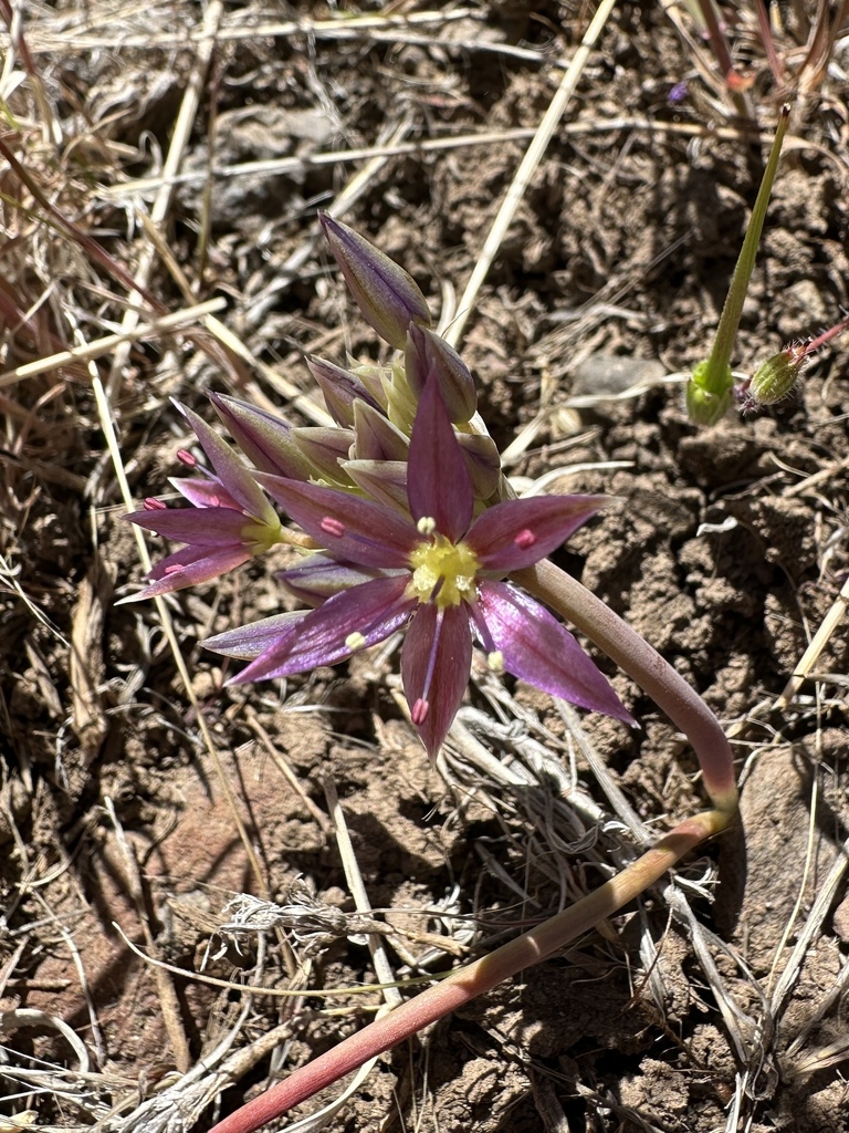 Allium atrorubens - Our Native Plants