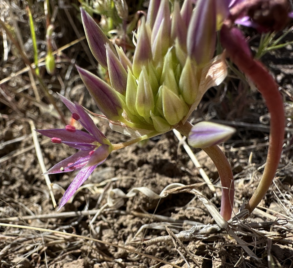 Allium atrorubens - Our Native Plants