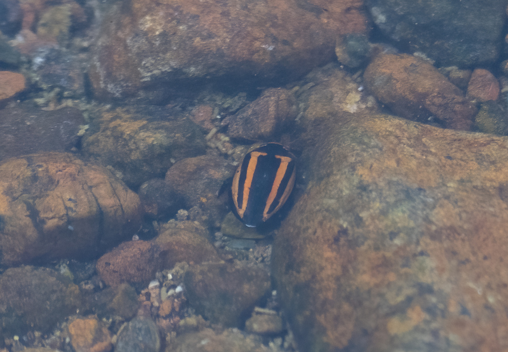 Hydaticus histrio from Al Wurai‘ah - Fujairah - United Arab Emirates on ...