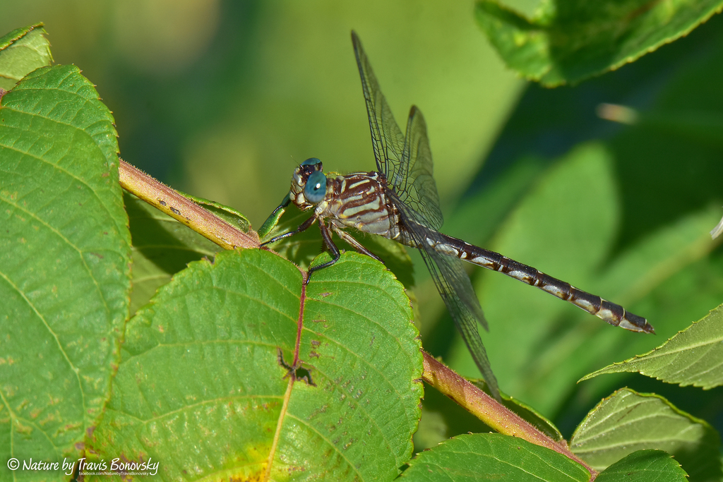 Elusive Clubtail from 5116 N Mississippi Dr, Minneapolis, MN 55412, USA ...