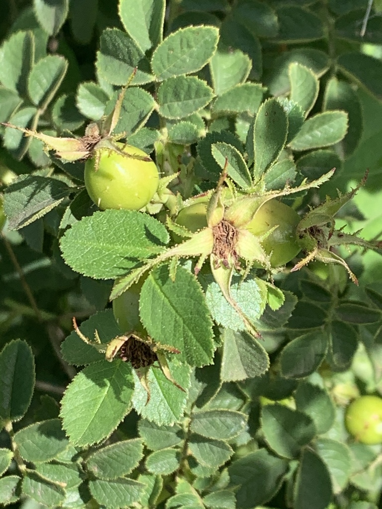 Sweet-brier from FS, ZA on January 9, 2020 at 08:23 AM by Dave ...