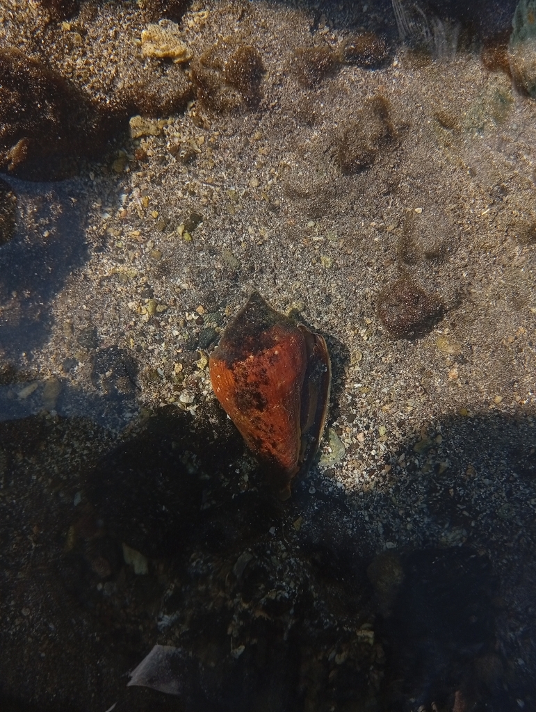Eastern Pacific Giant Conch from Parque Nacional Isla Isabel, Isla ...