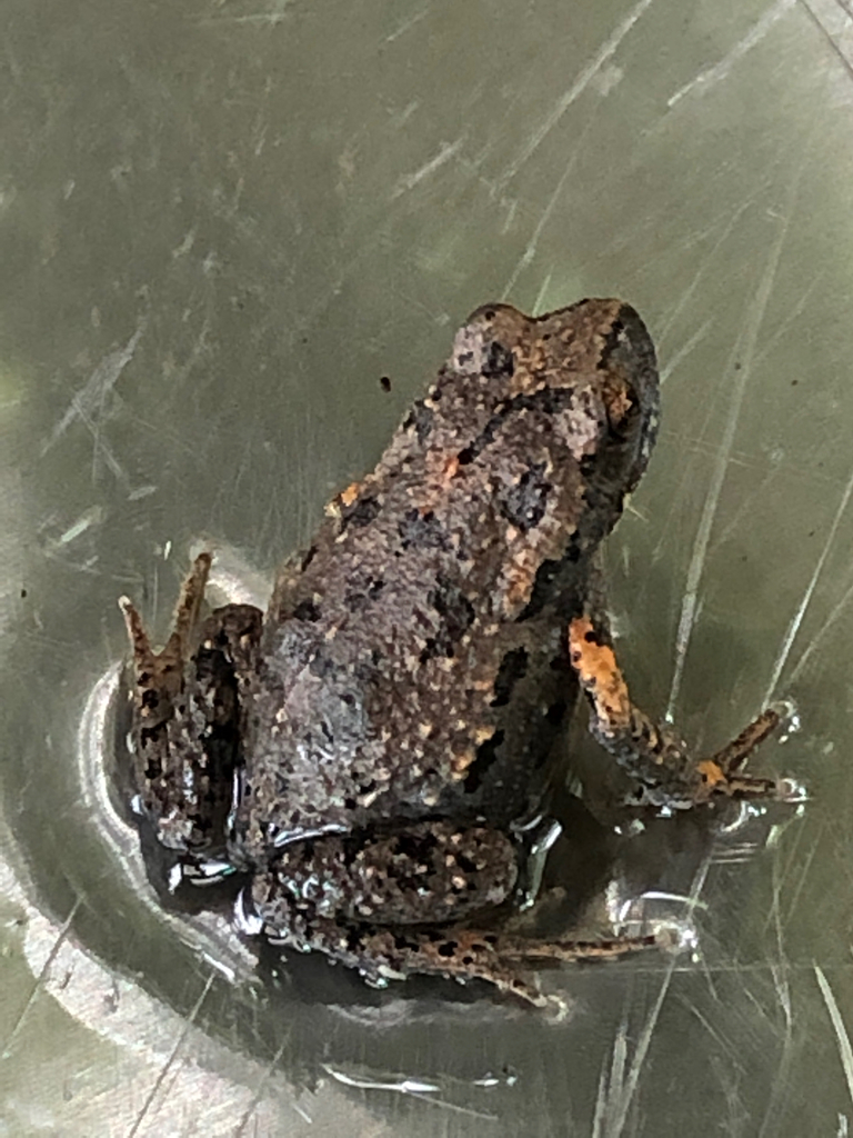 Dusky Toadlet from Eungella on December 13, 2018 by berylvt · iNaturalist