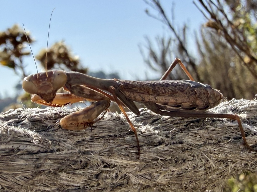 California Mantis from Carlsbad, California, EE. UU. on November 3 ...
