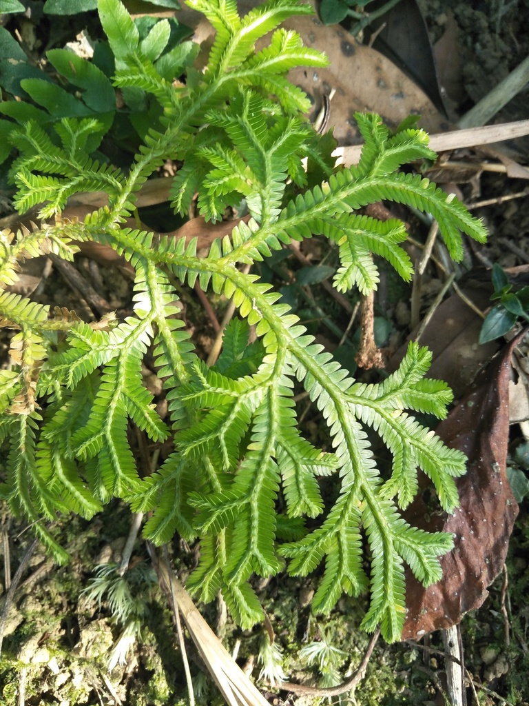 Doederlein's Spikemoss from 台灣南投縣 on December 15, 2019 at 03:26 PM by ...