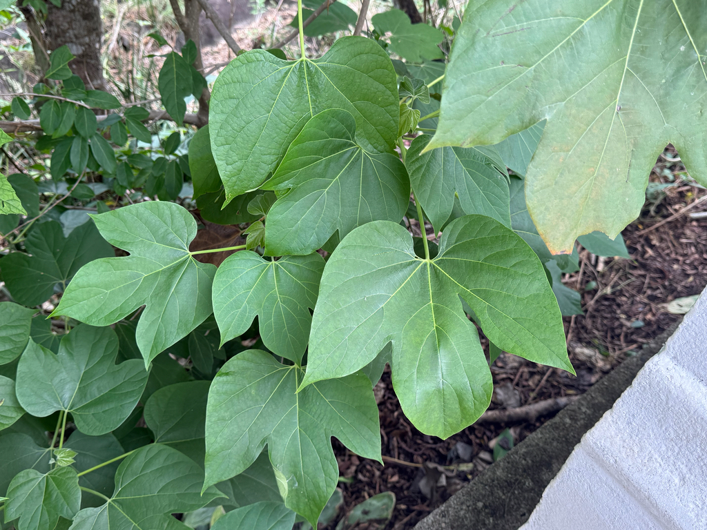 Propeller Tree from Central Province, LK on November 18, 2025 at 12:40 ...