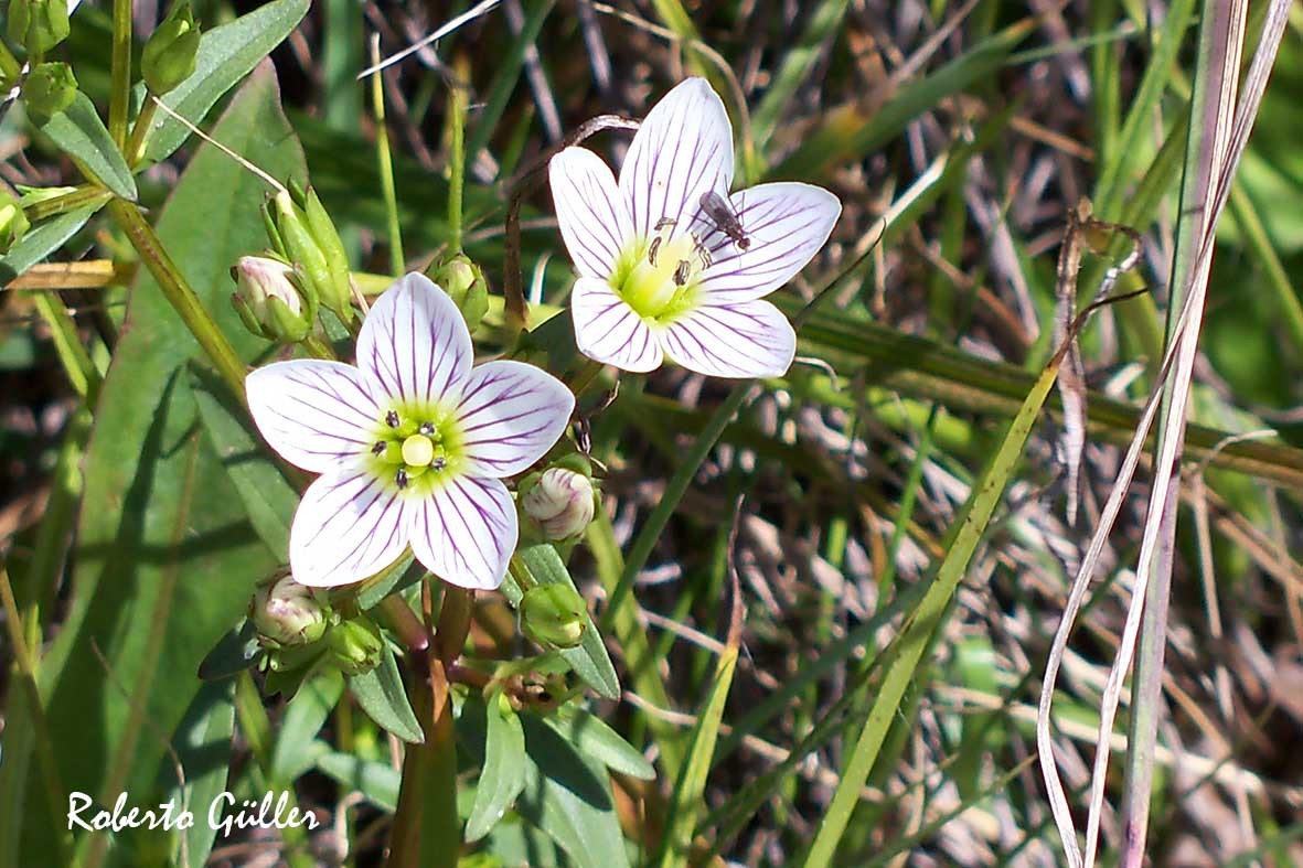 Gentianella multicaulis (Gillies ex Griseb.) Fabris