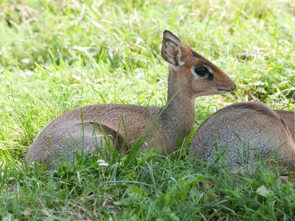 Dik-diks (Madoqua) - Know Your Mammals