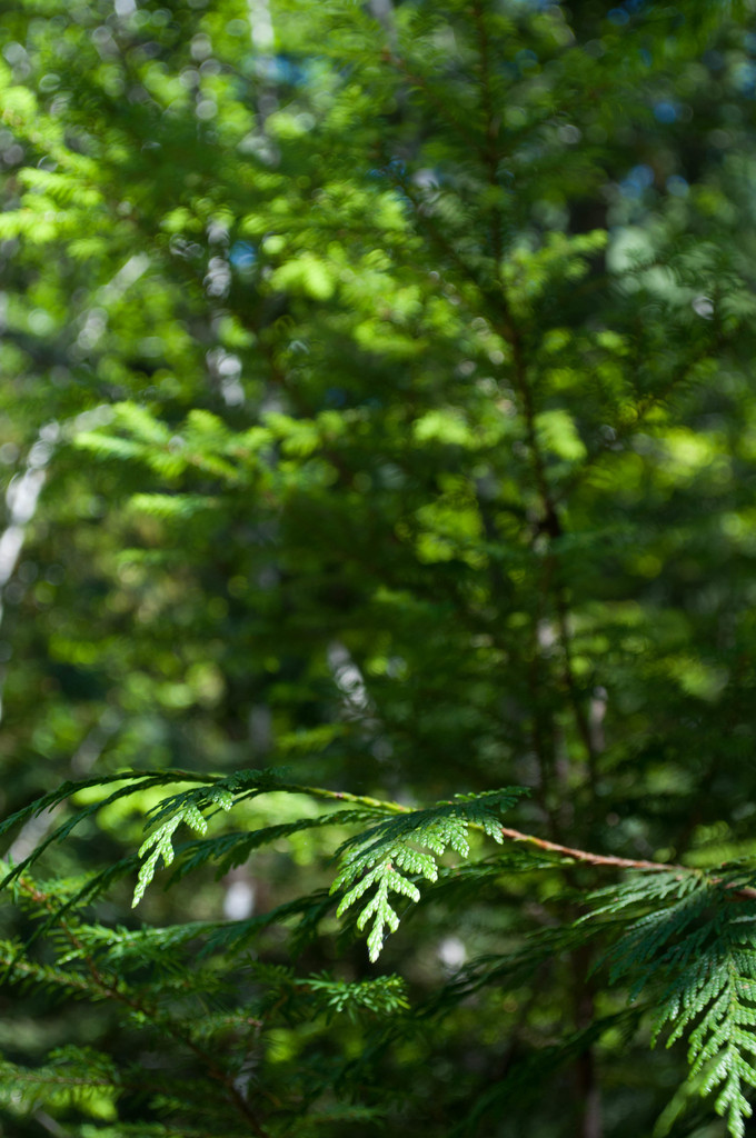 western redcedar from Oregon, United States on July 5, 2009 at 12:30 PM ...