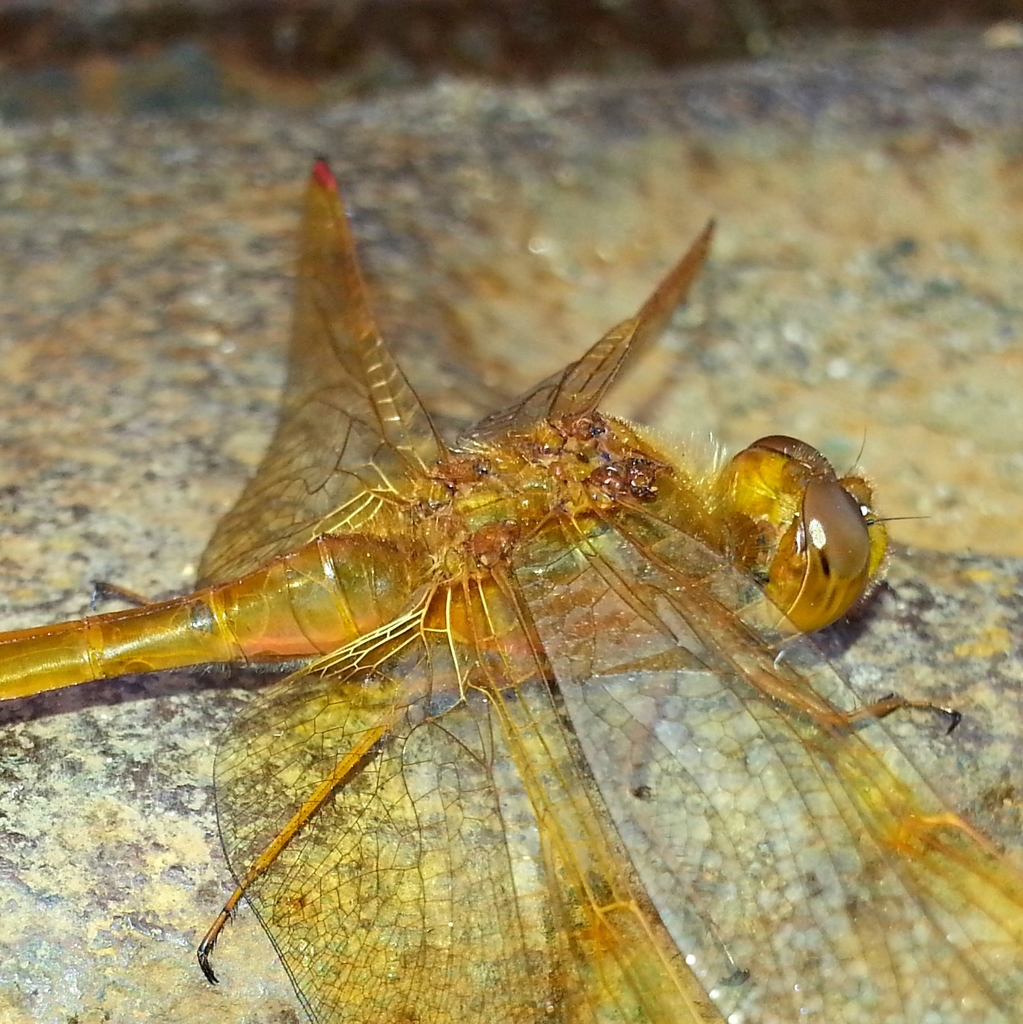 Sympetrum uniforme from Хасанский р-н, Приморский край, Россия on ...