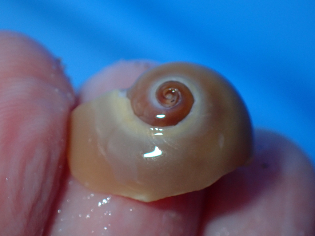 Bladder Moon Snail from Skennars Head NSW 2478, Australia on November ...