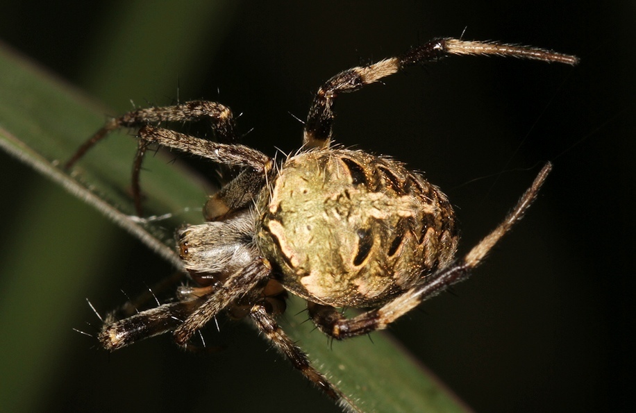 Blondeli's Hairy Field Spider from Blyde River near Hoedspruit, RSA on ...