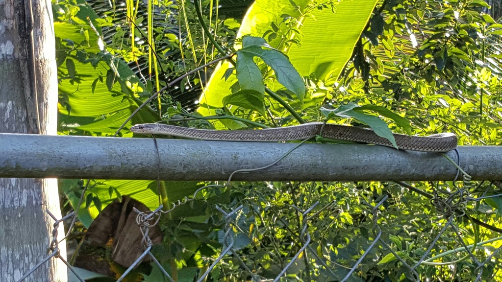 Puerto Rican garden snake from Río Cañas Caguas on January 1, 2017 at ...
