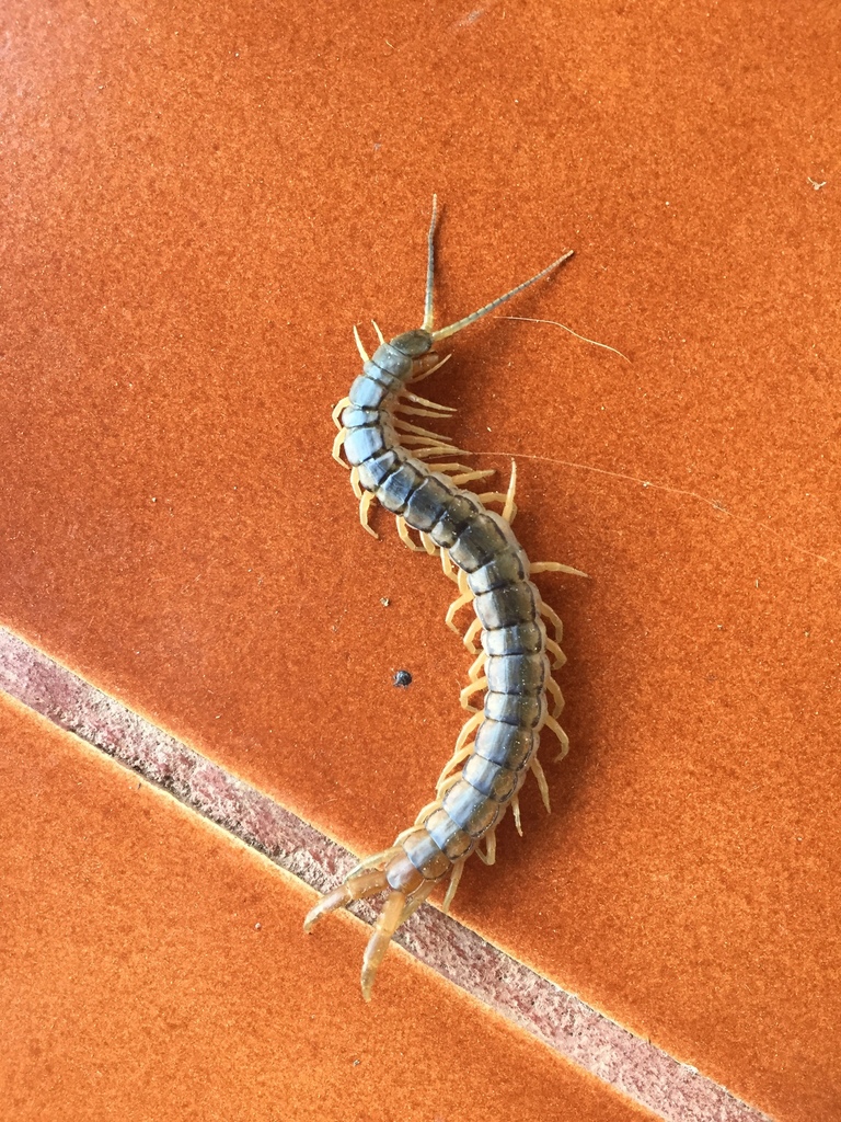 Common Desert Centipede from San Juan Del Sur, Rivas, NI on January 9 ...