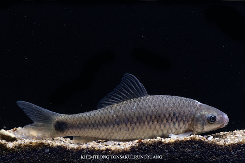 Osteochilus brachynotopteroides · iNaturalist United Kingdom