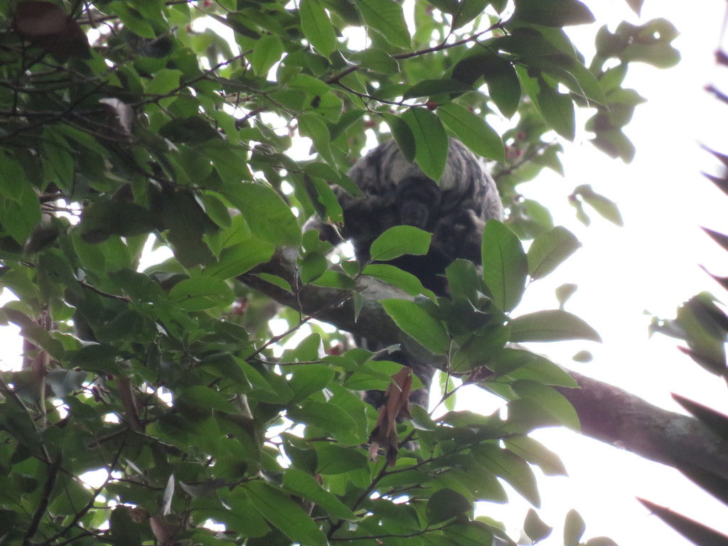 Mittermeier's Tapajós Saki (Pithecia mittermeieri) - Know Your Mammals