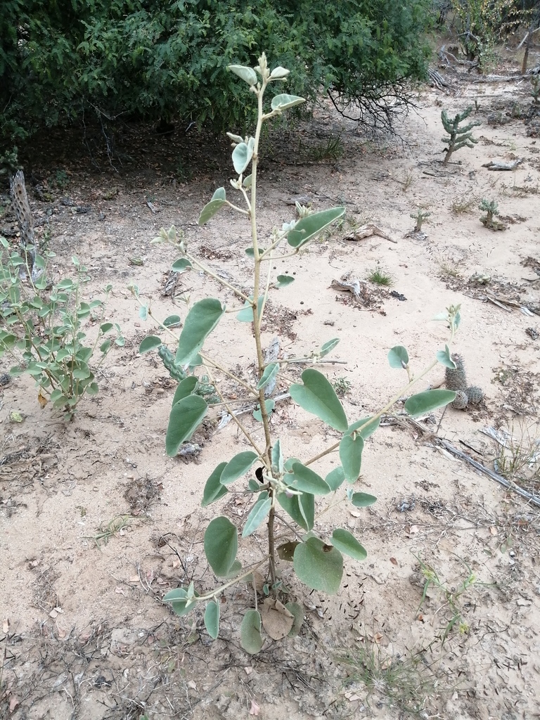 pink velvet-mallow from La Paz, Baja California Sur, Mexico on December ...