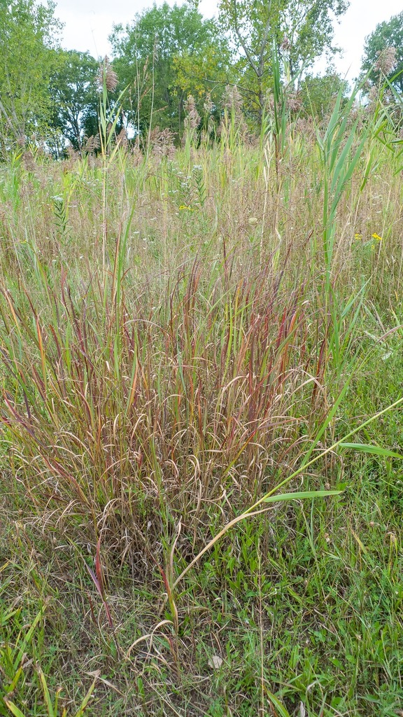 switchgrass in September 2019 by Erik Danielsen. Former DL&W Corridor ...