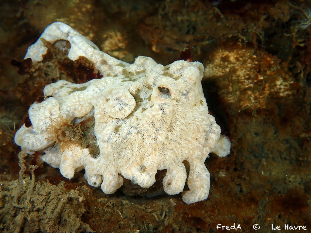 Carpet Sea Squirt from Le Port, Le Havre, France on November 16, 2025 ...
