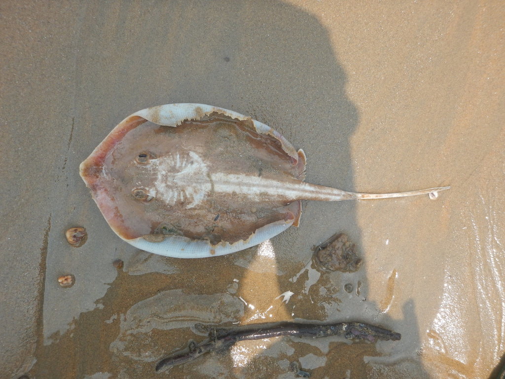 Dwarf Whiprays in April 2016 by Harshal Karve · iNaturalist