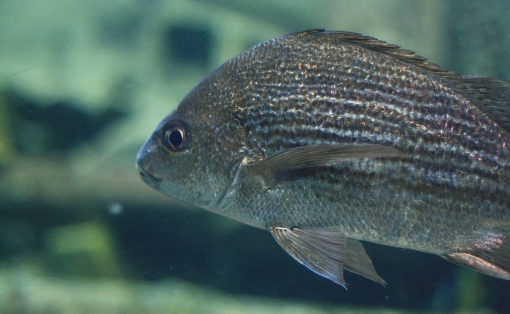 Pikey Bream from Durban Point, Point, Durban, 4001, South Africa on ...