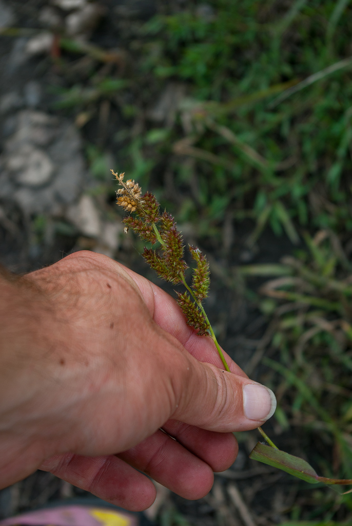 small-flowered spiny barnyard grass in September 2019 by Erik Danielsen ...