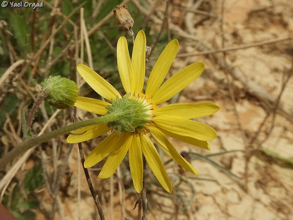 Senecio glaucus subsp. coronopifolius (Maire) C.Alexander