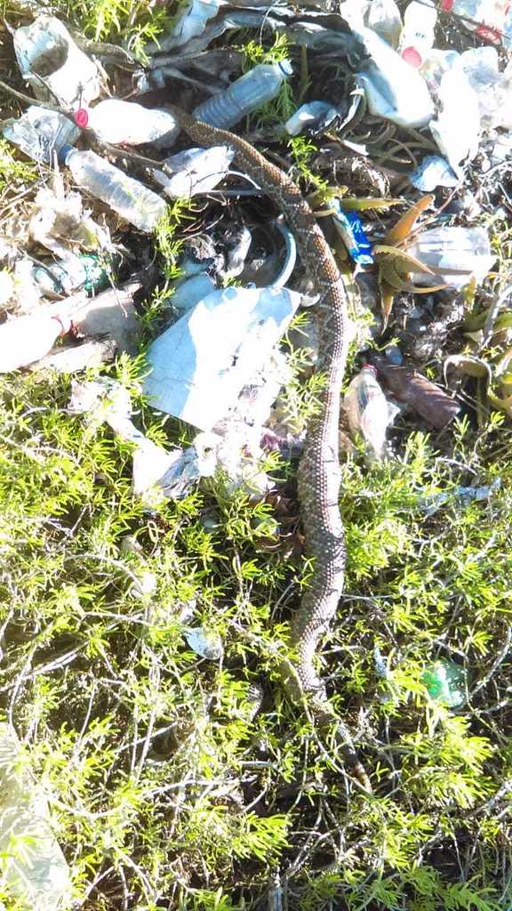 Basilisk Rattlesnake from El Conchal, Sin., México on December 19, 2019 ...
